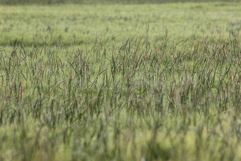 Graankorrel En Gewassengebieden Stock Foto - Afbeelding bestaande uit ...