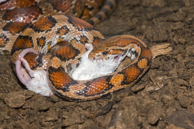Graanslang Die (Elaphe-guttata) Een Muis Eten Stock Afbeelding - Image ...