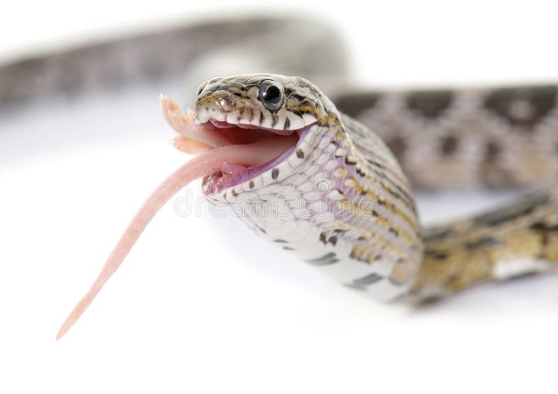 Een Slang Die Van Het Graan Een Muis Eet Stock Foto - Afbeelding ...