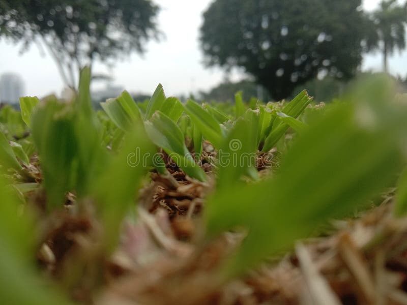 Graas stock image. Image of soil, leaf, produce, lawn - 214651191