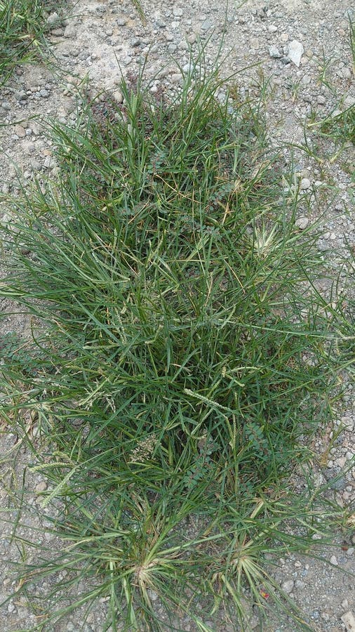 Graas road picture stock image. Image of looking, nice - 281255205