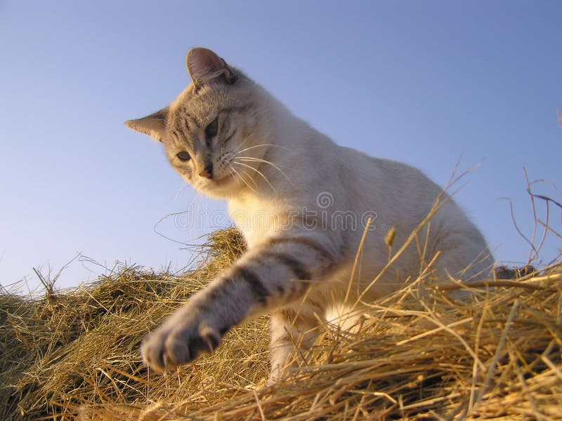 Angry Kitty stock image. Image of interior, mouth, tabby - 54289713