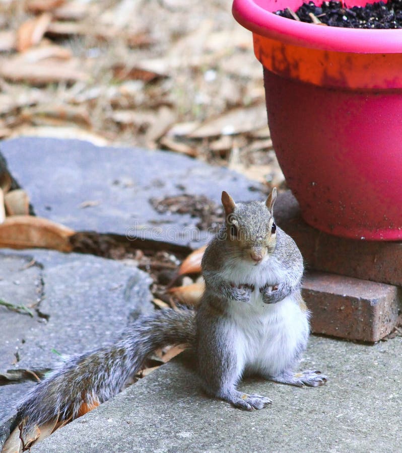 Grab Everything stock image. Image of squirrel, humor - 50257135