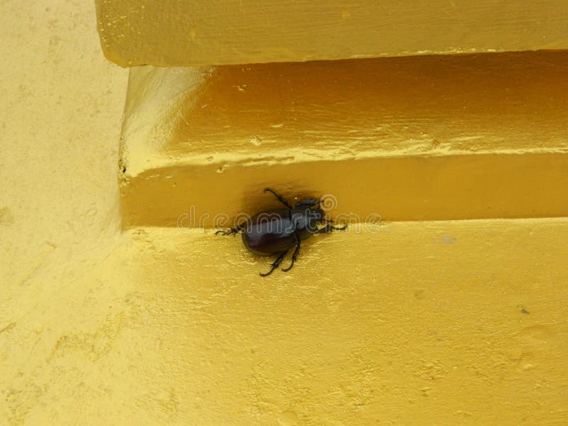 A Grub on the Wall stock image. Image of golden, natural - 53661057