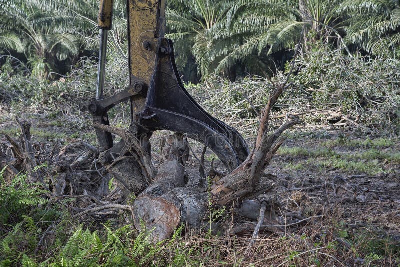 Grabber Excavator Lifting Cut Tree Trunk Pieces Onto the Lorry To Be ...
