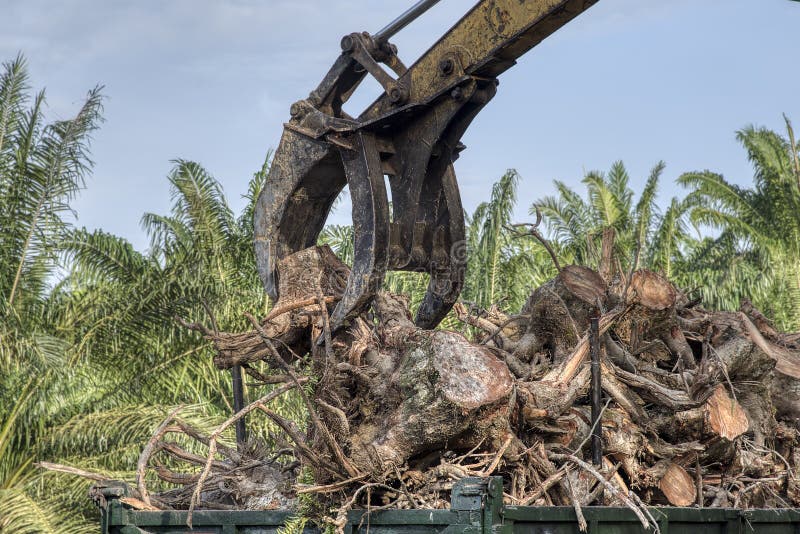 Grabber Excavator Lifting Cut Tree Trunk Pieces Onto the Lorry To Be ...