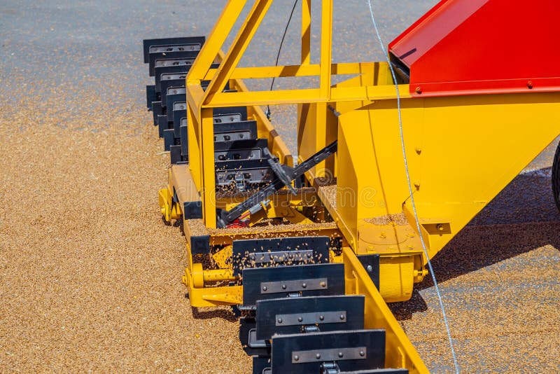 Grabbing Grain from Asphalt Surface by Scrapers of Conveyor Grain ...