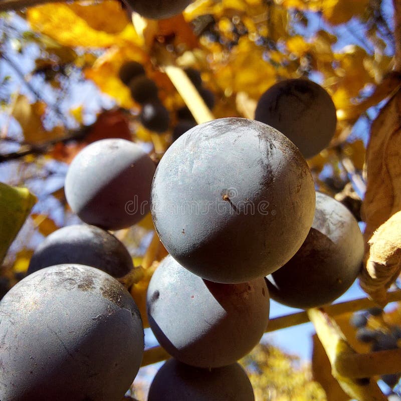 The grape blue stock image. Image of nature, shrub, blossom - 267133455
