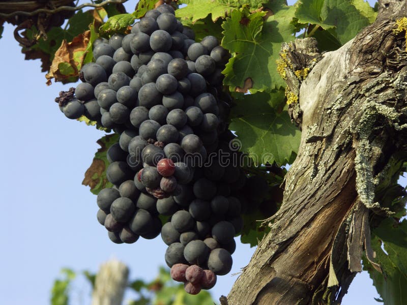 Grabe Berries Stock Photos - Free & Royalty-Free Stock Photos from ...