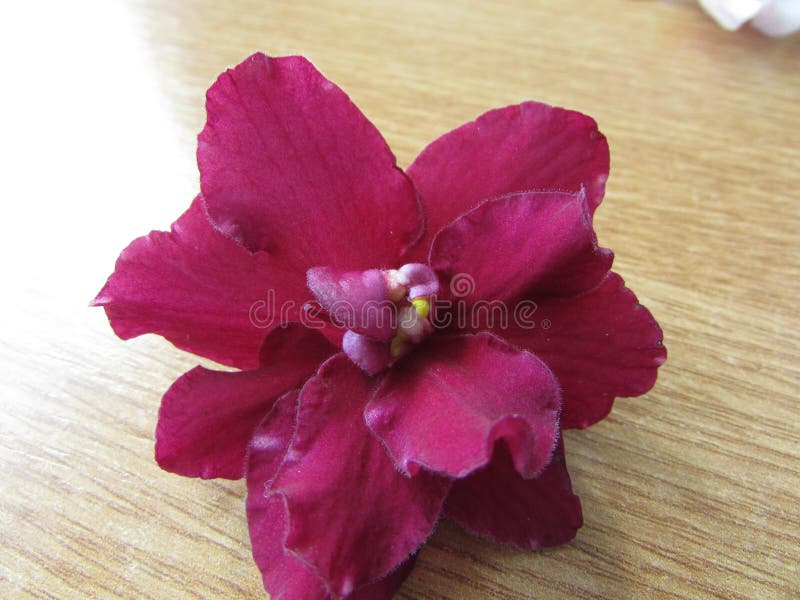 Grace stock photo. Image of grace, ncomposition, flower - 91247600