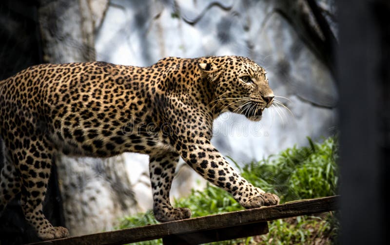 The grace of a leopard 2 stock photo. Image of cage, prey - 94057050
