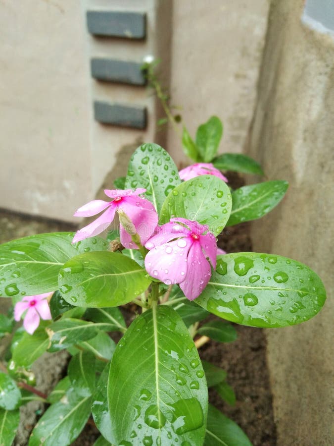 Grace of Nature Botanical Flowering Plant Stock Image - Image of grace ...