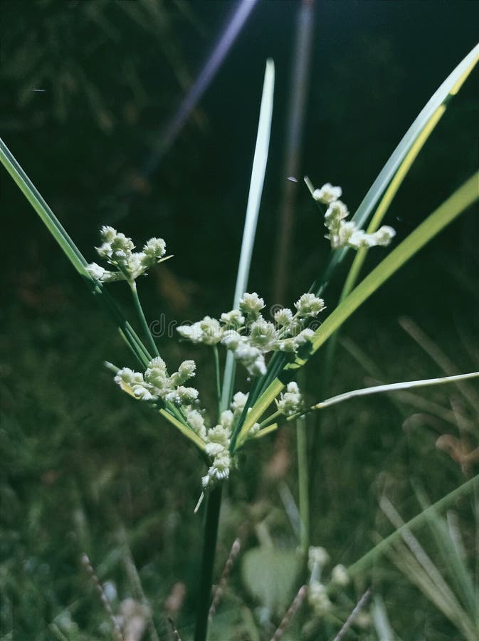 Grace on the night sky stock image. Image of grace, peace - 264706765