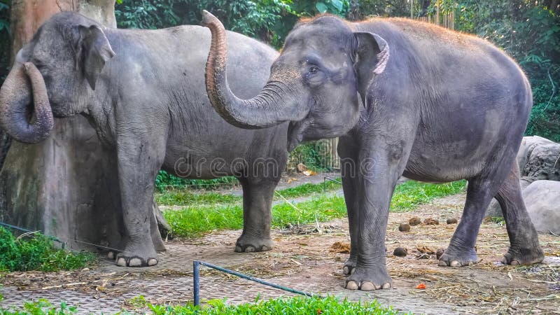 The Grace and Power of Sumatran Elephants: a Beautiful Shot of Two ...