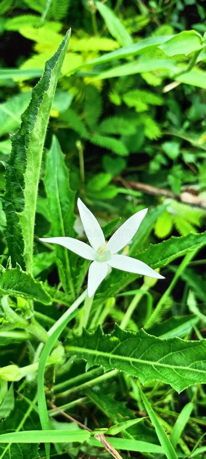 The Grace of White Starflower Amidst Greenery Stock Image - Image of ...