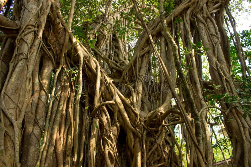 Graceful banyan tree stock photo. Image of tropical, exotic - 46970728