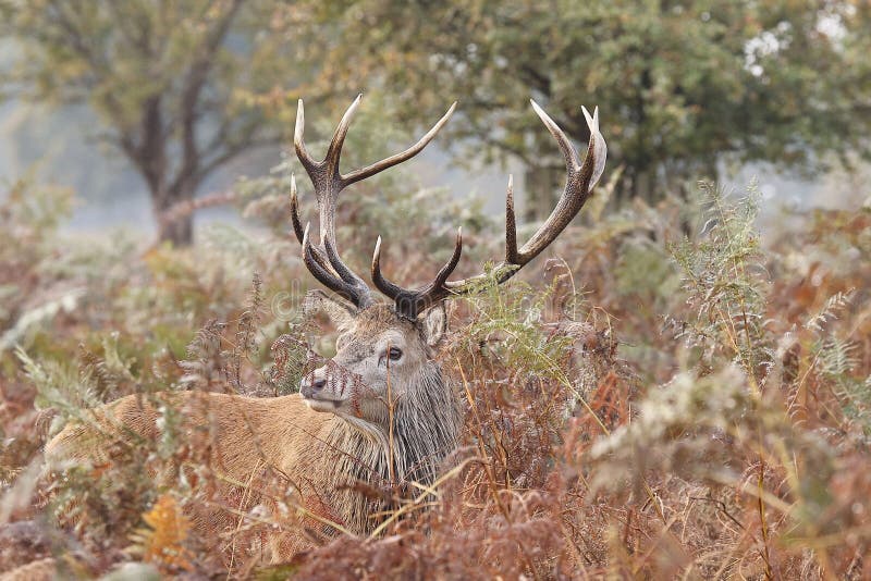 Graceful Barbary Stag Deer in the Field Stock Image - Image of nature ... Graceful Barbary Stag Deer in the Field Stock Image - Image of nature ...