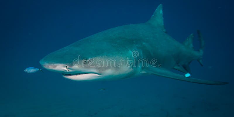 Graceful Shark Stock Photos - Free & Royalty-Free Stock Photos from ...