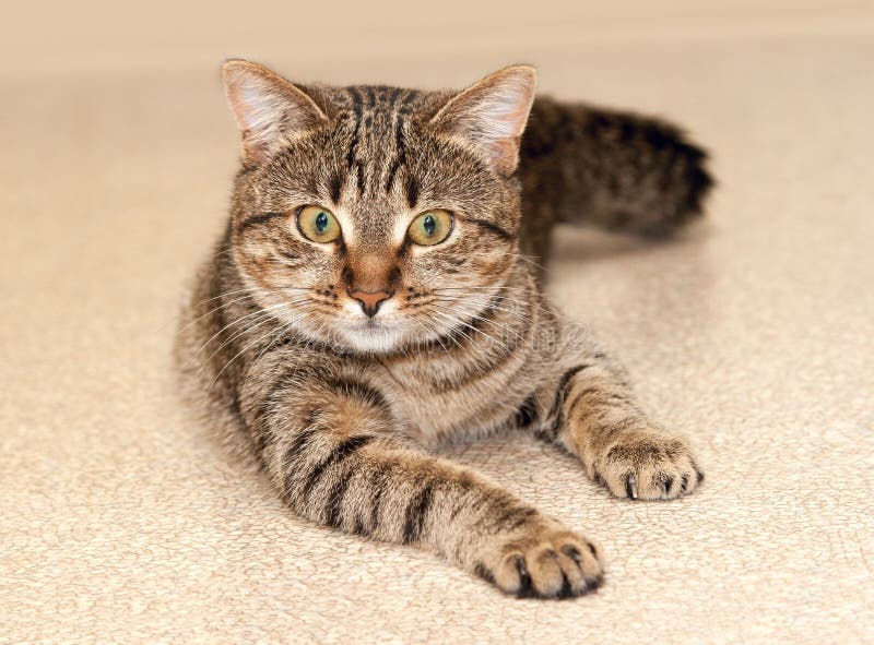 Graceful Cat with Serious Sight Stock Image - Image of green ...