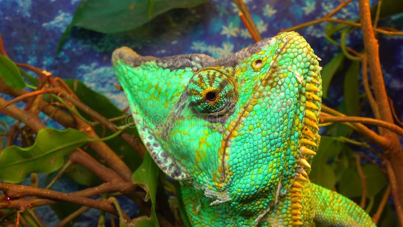 The Graceful Chameleon Chamaeleo Gracilis, Multi-colored Chameleon in ...