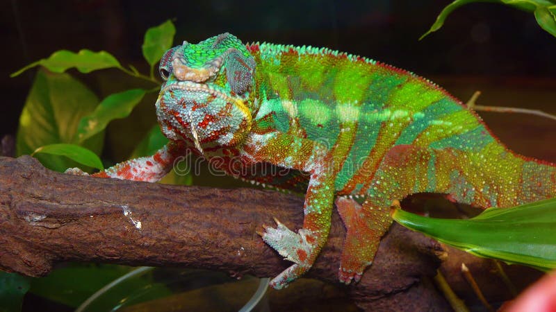 The Graceful Chameleon Chamaeleo Gracilis, Multi-colored Chameleon in ...