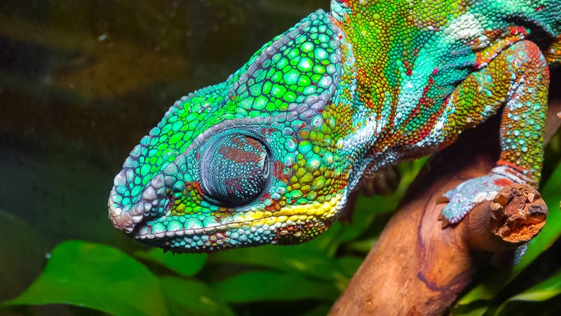 The Graceful Chameleon (Chamaeleo Gracilis), Multi-colored Chameleon in ...