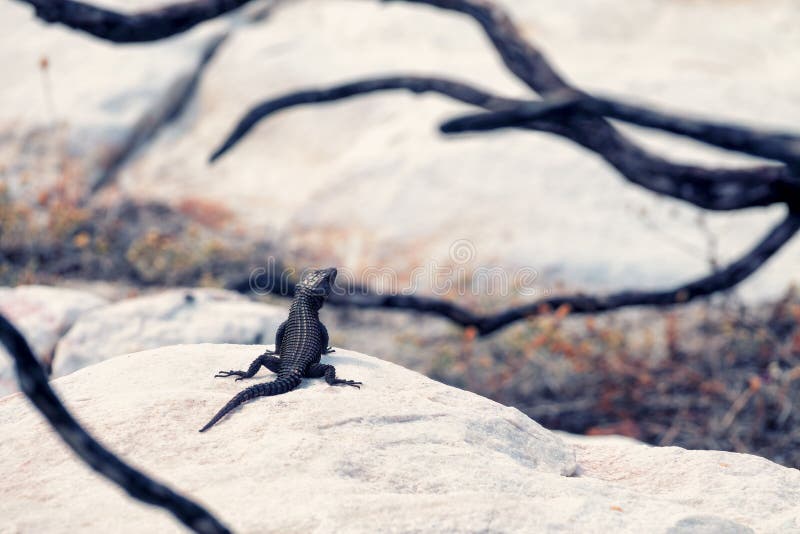 A Graceful Crag Lizard Rests on a White Rock Back To the Camera Looking ...