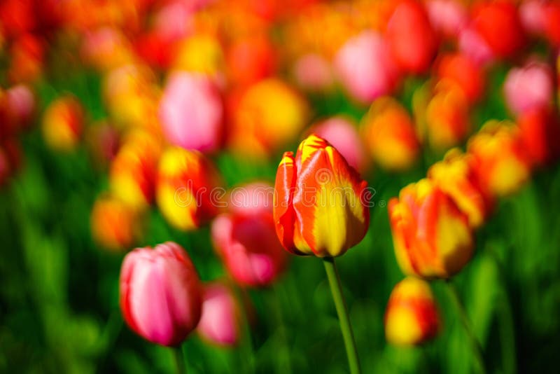 Beautiful Fresh Spring Flowers Tulips. Stock Image - Image of freshness ...
