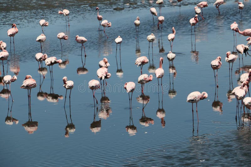 Graceful flamingo stock image. Image of flamingo, amazing - 84555279