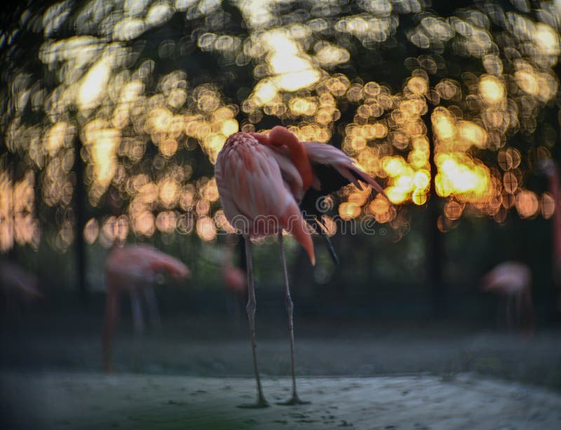Graceful Flamingo Silhouette at Sunset Stock Photo - Image of garden ...
