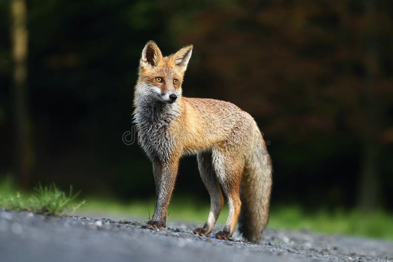 448 Graceful Fox Stock Photos - Free & Royalty-Free Stock Photos from ...