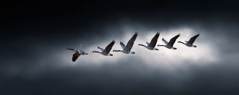 Graceful Geese Soar Across a Dramatic Sky. Flight Formation Evokes ...