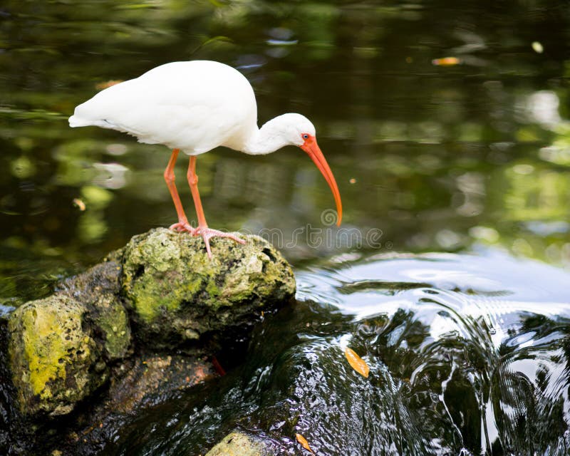 Graceful Ibis by the Water stock photo. Image of duck - 333518962