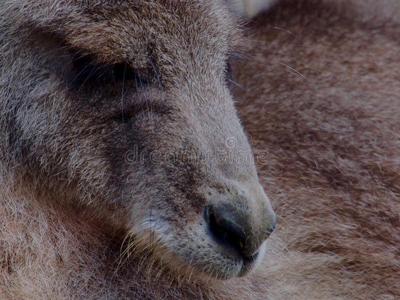 Graceful Laid-Back Relaxed Grey Kangaroo in Perfect Profile. Stock ...