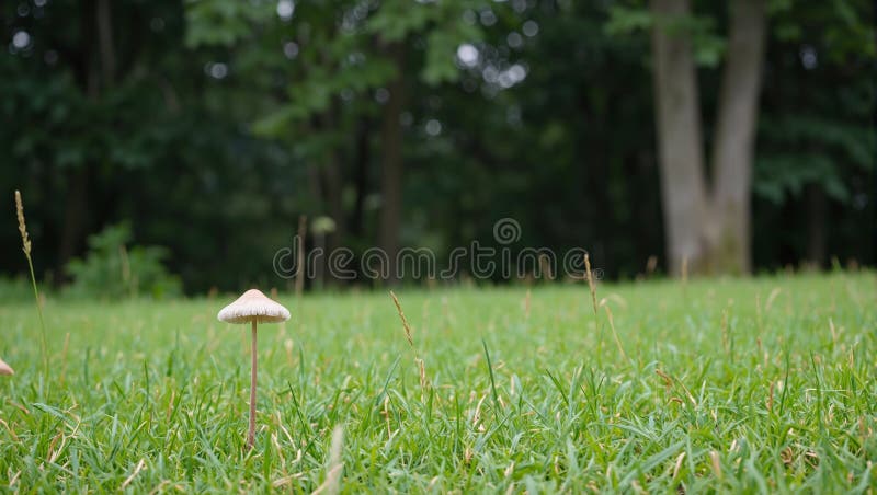 Graceful Marasmius Stock Illustrations – 10 Graceful Marasmius Stock ...