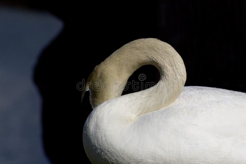 Graceful neck of a Swan stock image. Image of landscape - 205739941