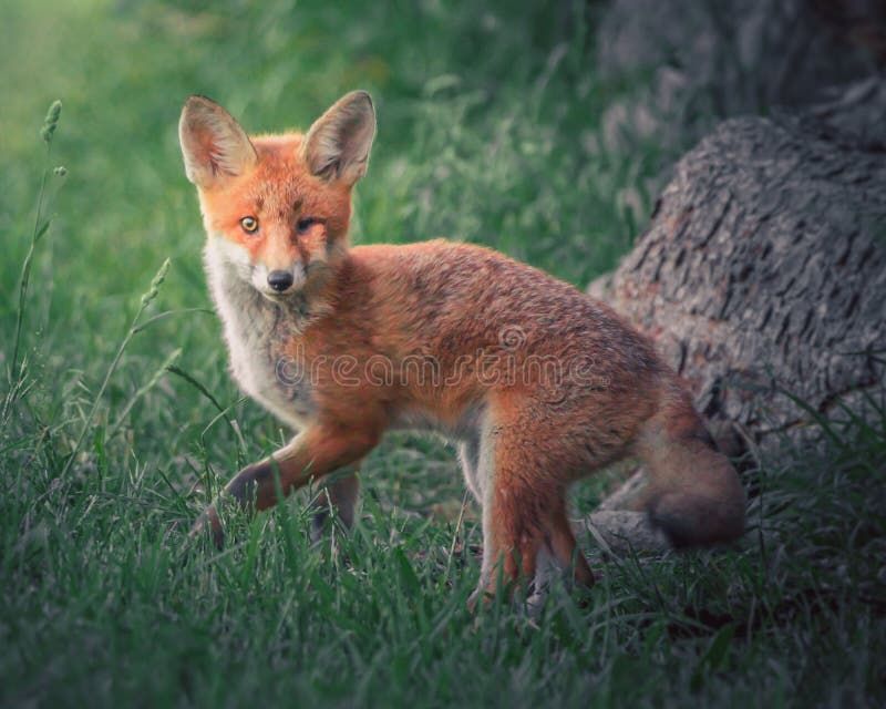 Graceful Red Fox in the Green Field Stock Image - Image of green ...