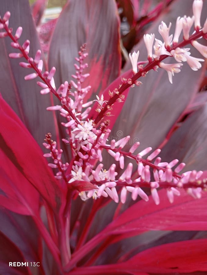 Graceful Red Leaves Blend Perfectly with Clusters of Tiny Flowers Stock ...
