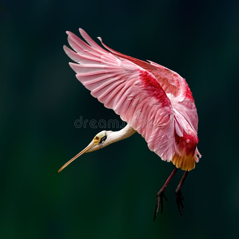 Graceful Roseate Spoonbill in Flight Stock Photo - Image of spoonbill ...