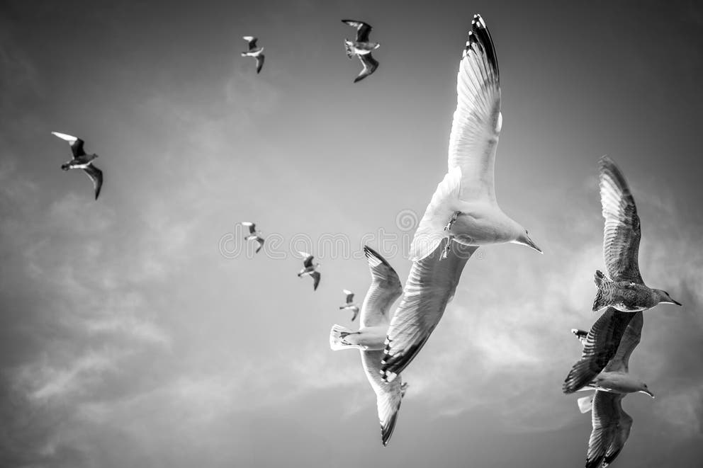 Graceful Seagulls in Black-and-white Soaring through a Dynamic Sky ...