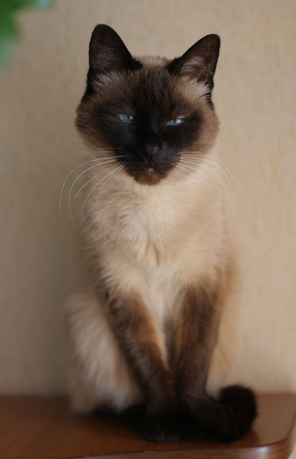 Graceful Siamese cat stock image. Image of funny, sitting - 112686317