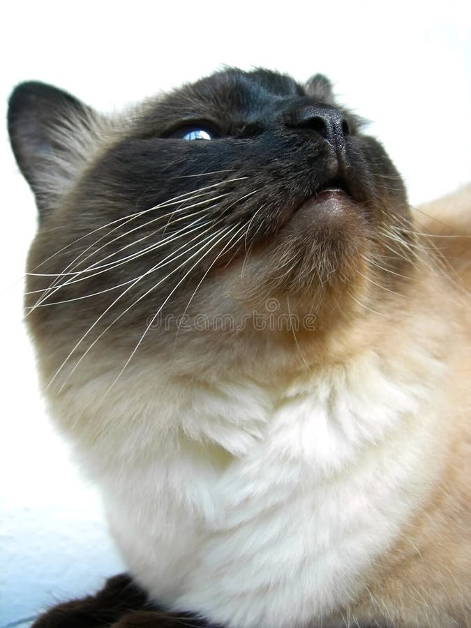 Graceful stock photo. Image of closeup, furry, hair, feline - 47123710