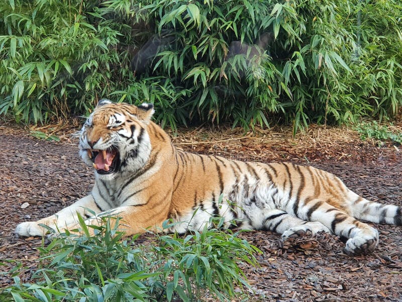 Graceful Siberian Tiger Laying in the Field and Roaring Stock Image ...