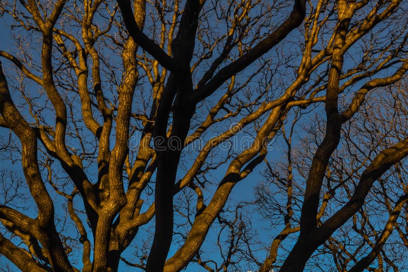 Graceful Slender Trees with Wavy Branches and Golden Trunks in the ...