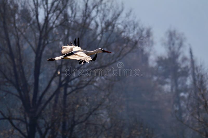 A Graceful Stork with Long Legs and an Orange Beak Perches on a Pole ...