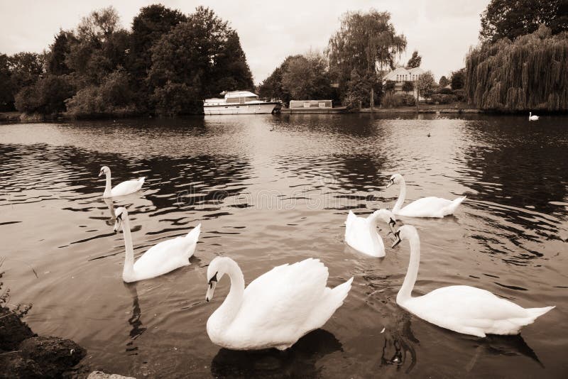 Graceful Swan on Ontario Lake, Canada Stock Photo - Image of feather ...