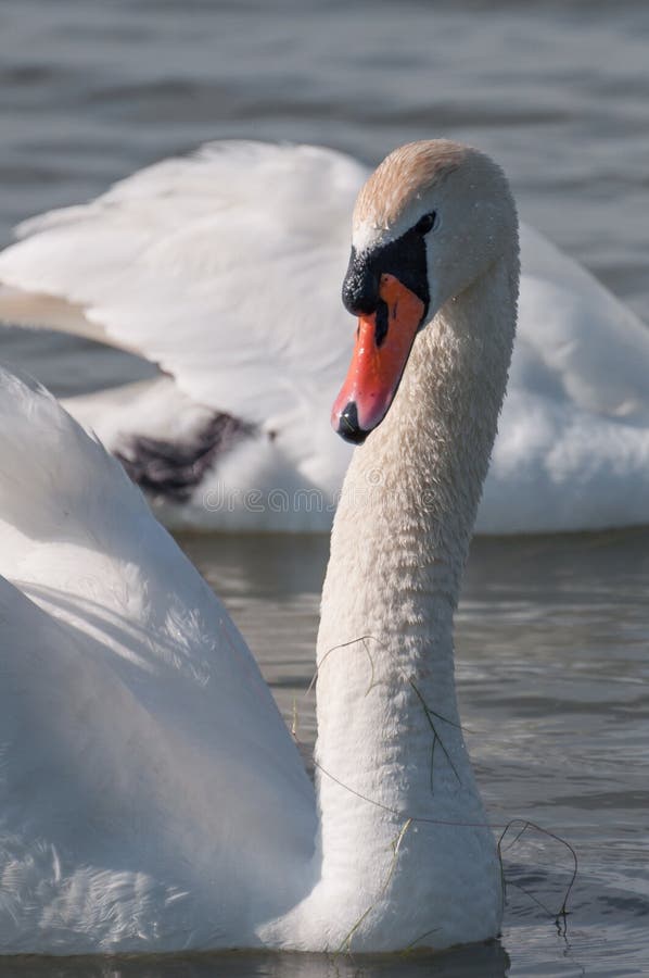 Graceful Swan Looking at the Camera Stock Photo - Image of feather ...