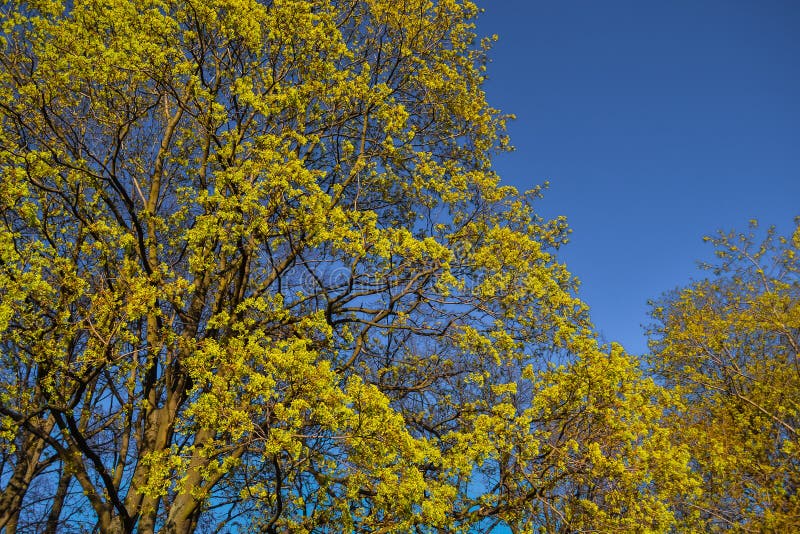 Graceful Thin Spring Trees with Golden Yellow Foliage in Sun Light ...