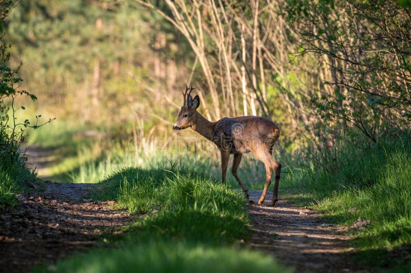 Graceful White-tailed Deer Strolls Down a Sun-dappled Path Stock Photo ...