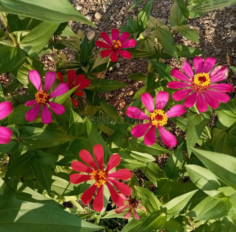Graceful Zinia flowers stock photo. Image of field, yellow - 271985378